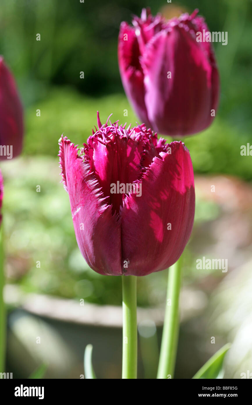 Tulip curly sue hi-res stock photography and images - Alamy