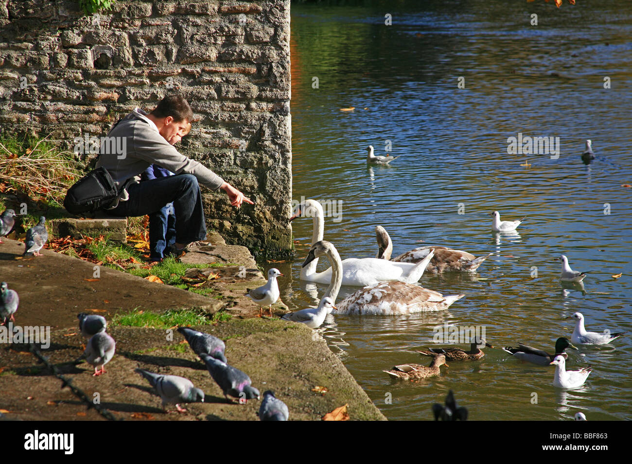 English waterfowl hi-res stock photography and images - Alamy