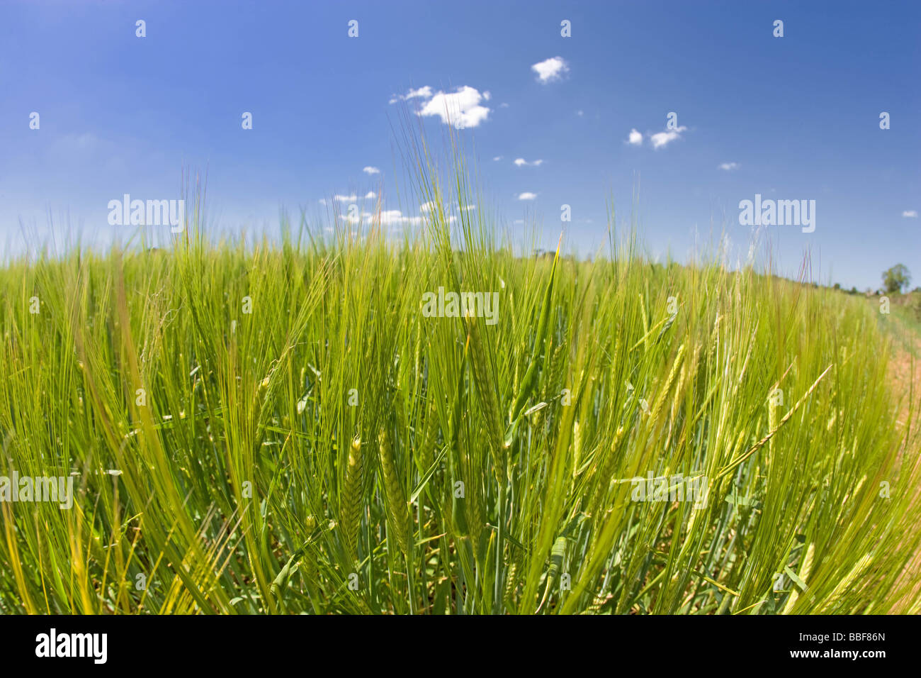 Farming arable barley field hi-res stock photography and images - Alamy
