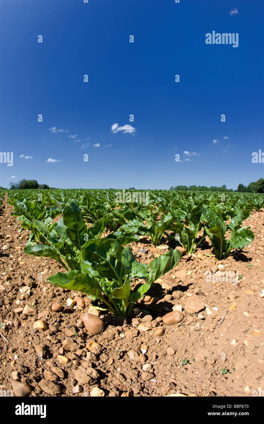 Young Sugar Beet Plants Stock Photo - Alamy