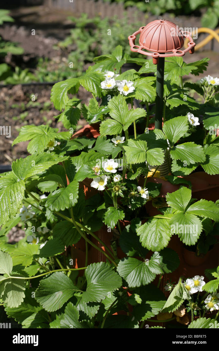 Strawberry Plants flowering in a strawberry pot variety Canbridge ...