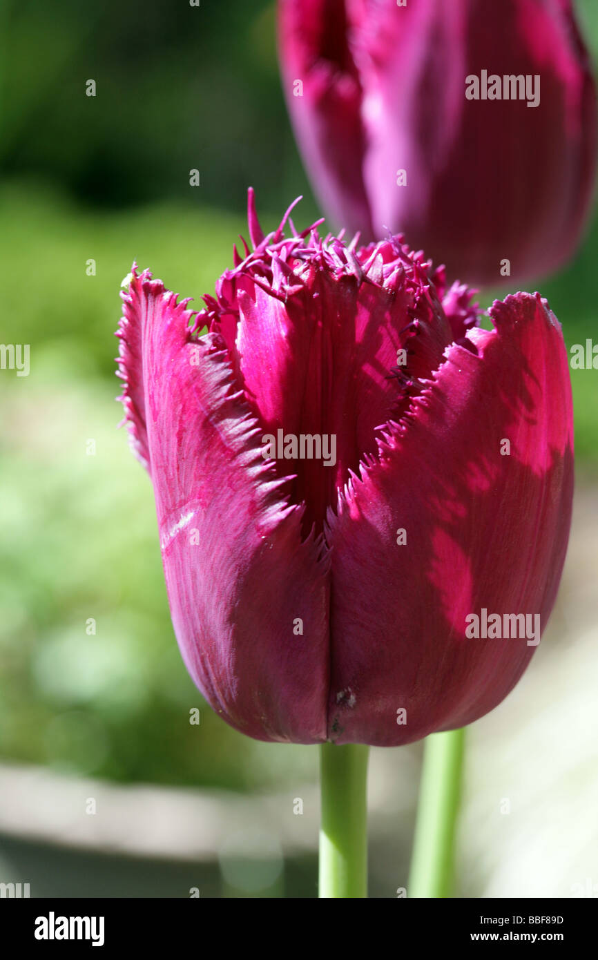 Tulip Curly Sue in a garden Cheshire England Stock Photo - Alamy