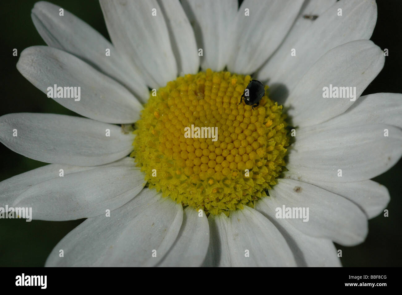 Beetle daisy flower hi-res stock photography and images - Alamy