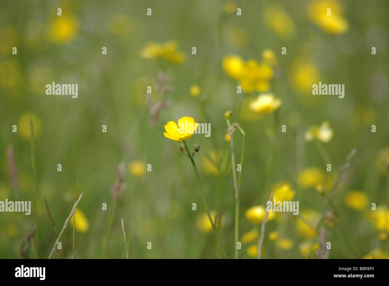 Yellow butercup hi-res stock photography and images - Alamy