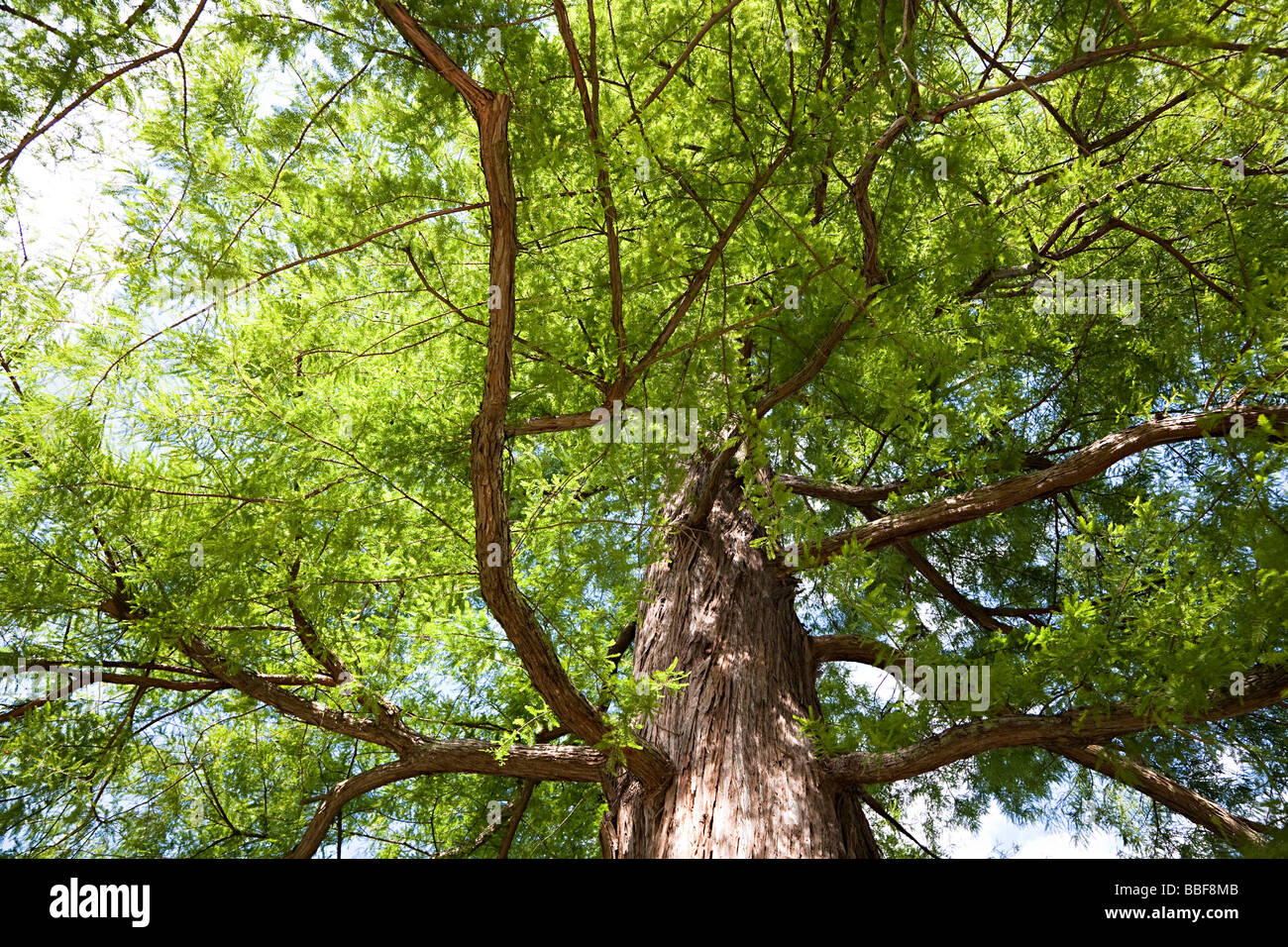 Cypress tree leaves hi-res stock photography and images - Alamy