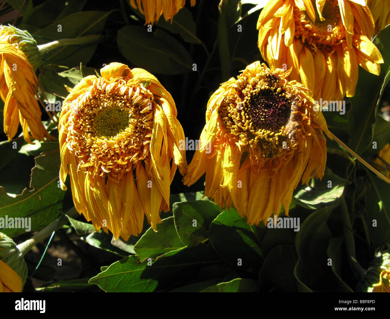 Plant sun damage hi-res stock photography and images - Alamy