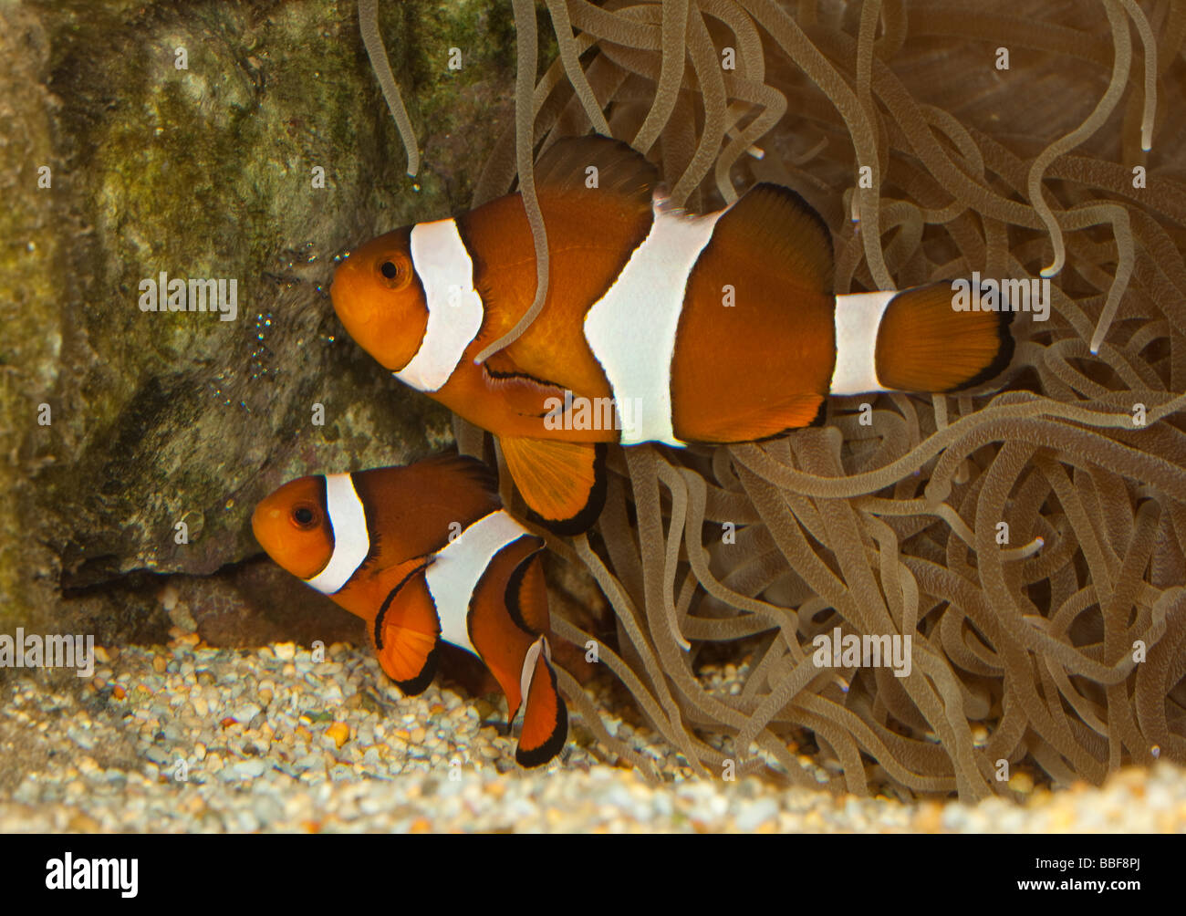 Clownfish Eggs Stages