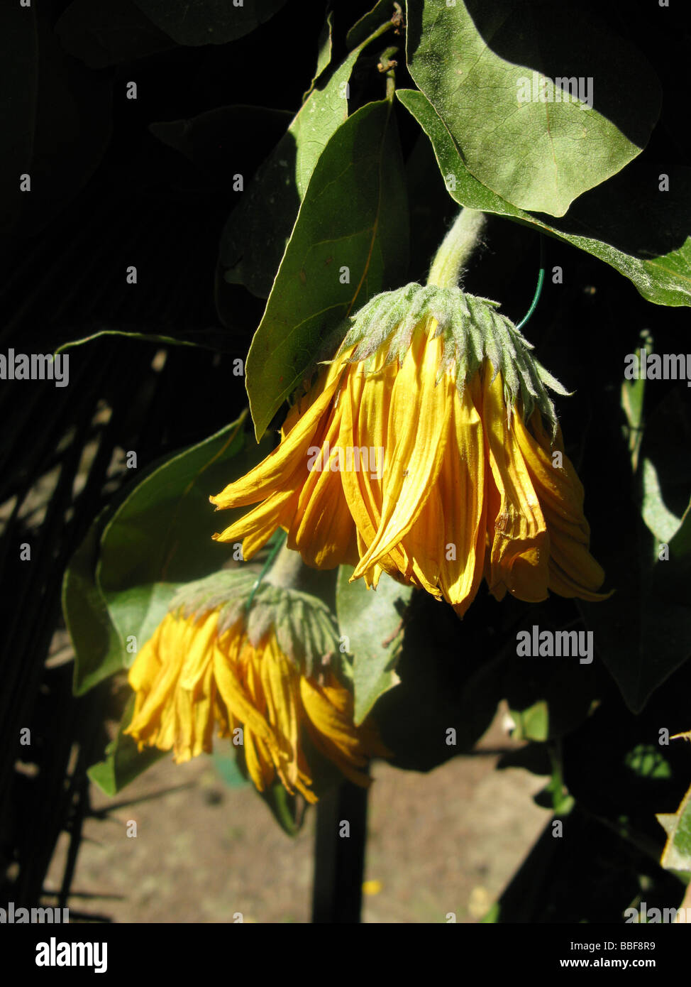 Sunflower dying in the sun High Resolution Stock Photography and Images ...
