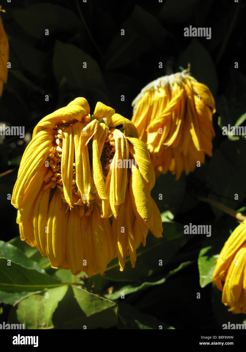 Sunflower dying in the sun hi-res stock photography and images - Alamy