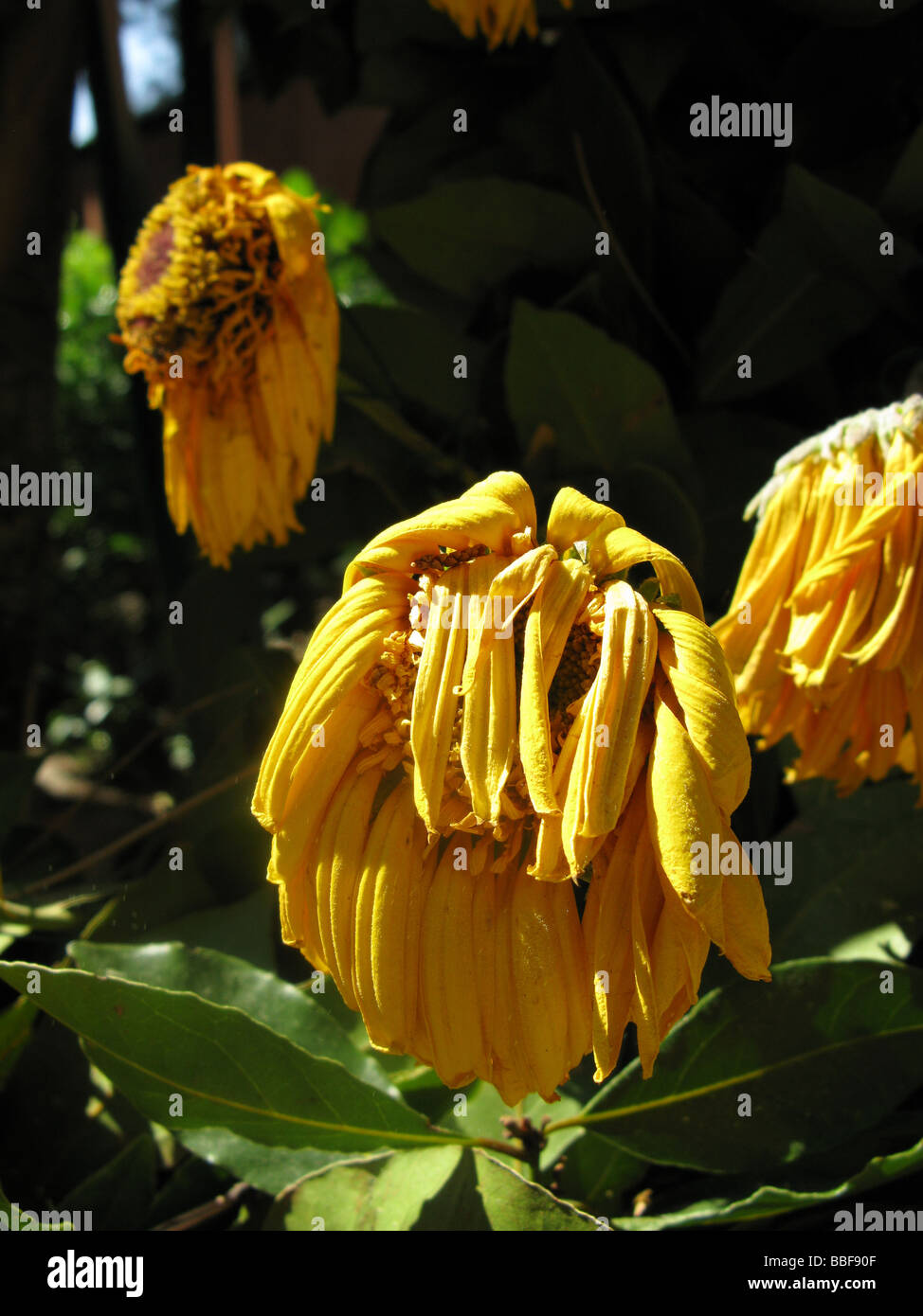 Wilting sunflower High Resolution Stock Photography and Images - Alamy