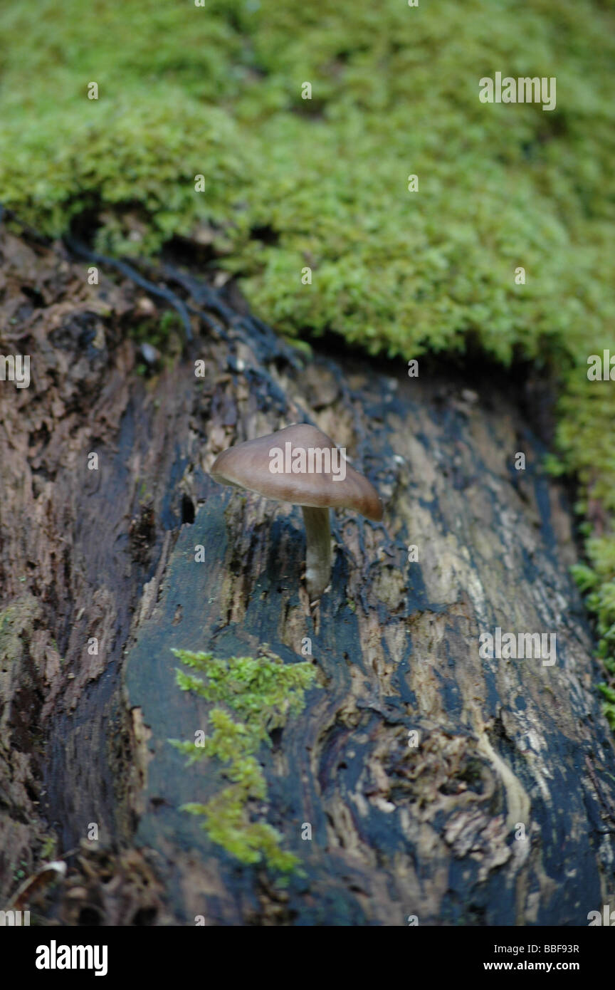 Mushroom growing on fallen tree Stock Photo - Alamy