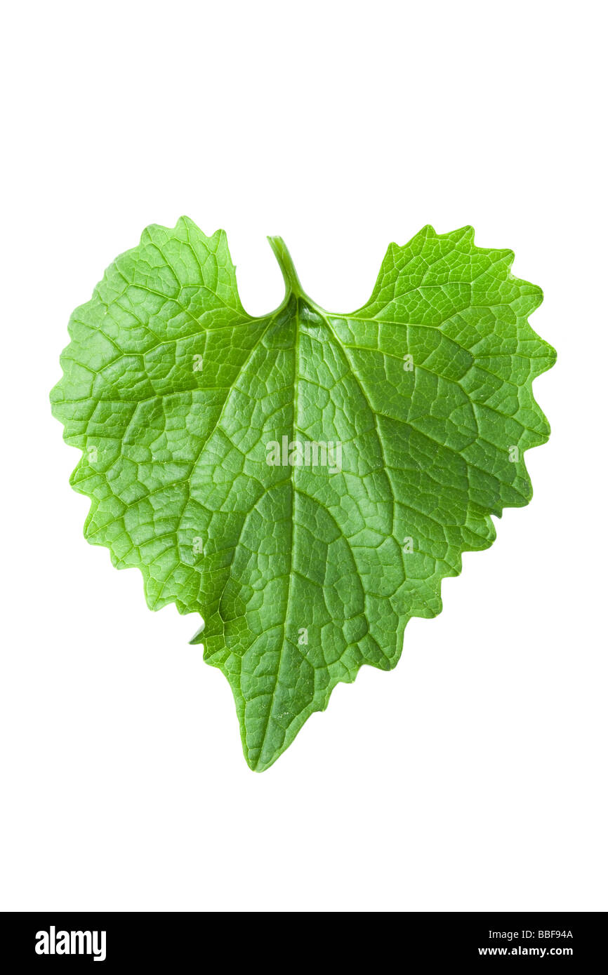 Cordate leaf shape hi-res stock photography and images - Alamy
