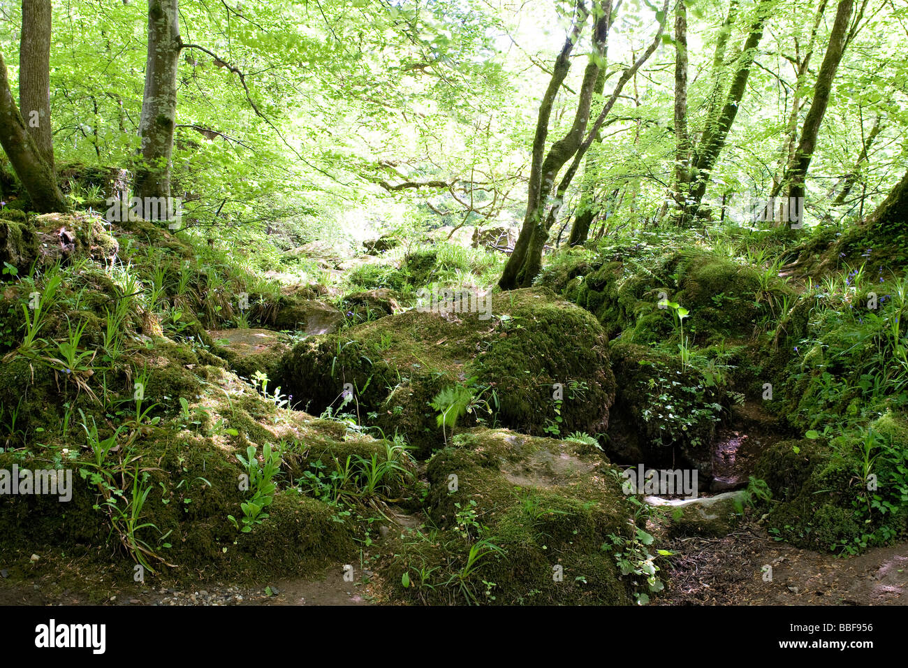 River Roe Roe Valley Country Park County Londonderry Northern Ireland ...