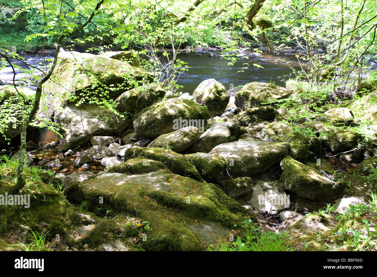 River Roe Roe Valley Country Park County Londonderry Northern Ireland ...
