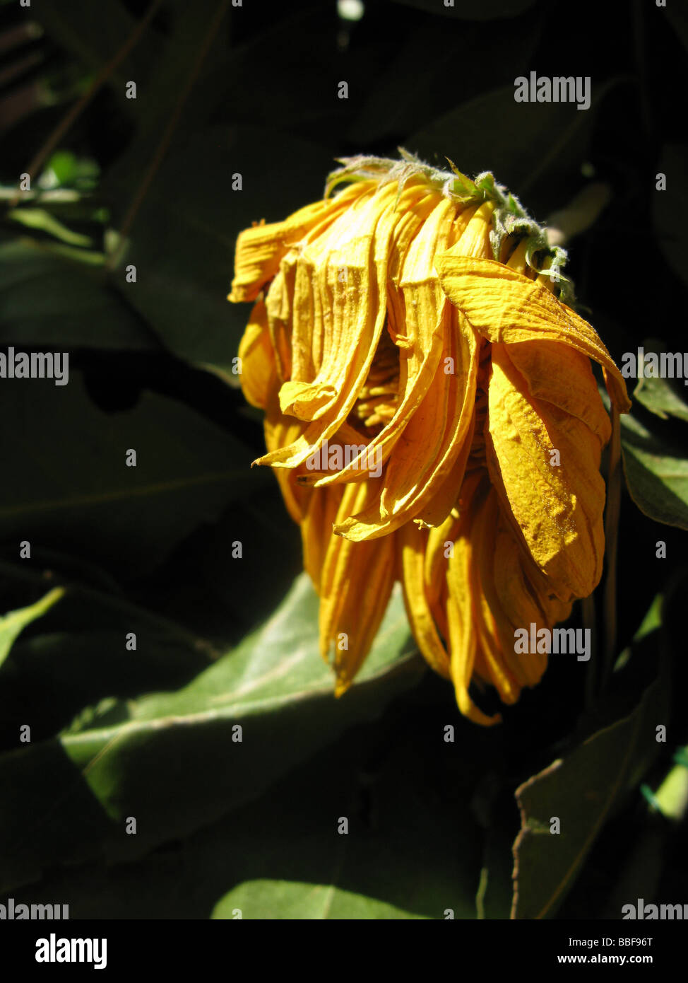 Sunflower damage hi-res stock photography and images - Alamy