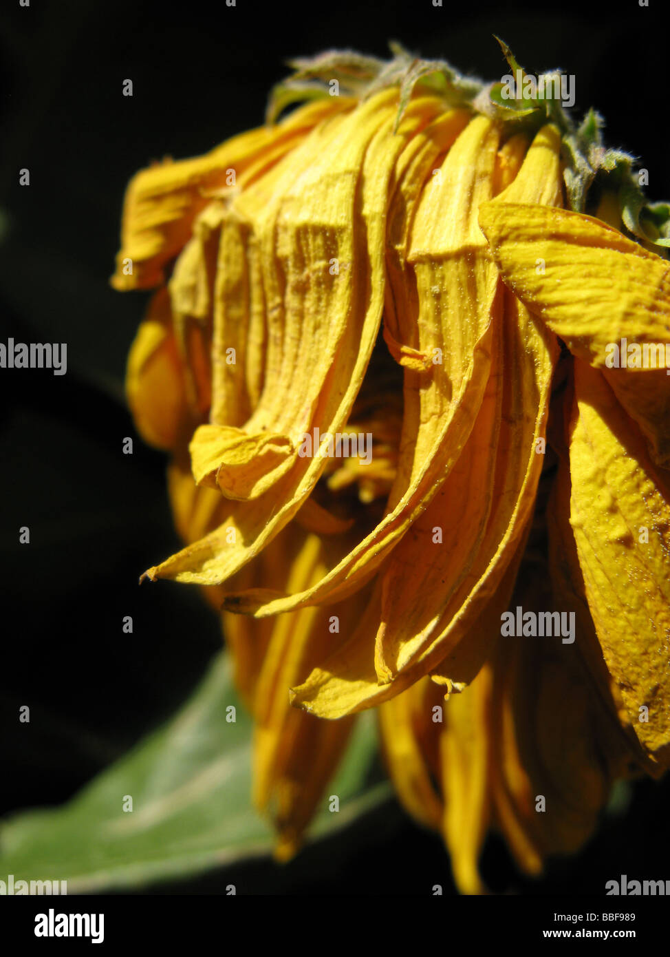 Sunflower dying in the sun hi-res stock photography and images - Alamy