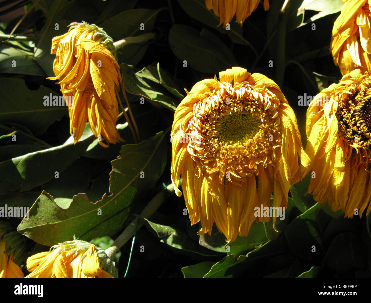 Sunflower dying in the sun High Resolution Stock Photography and Images ...