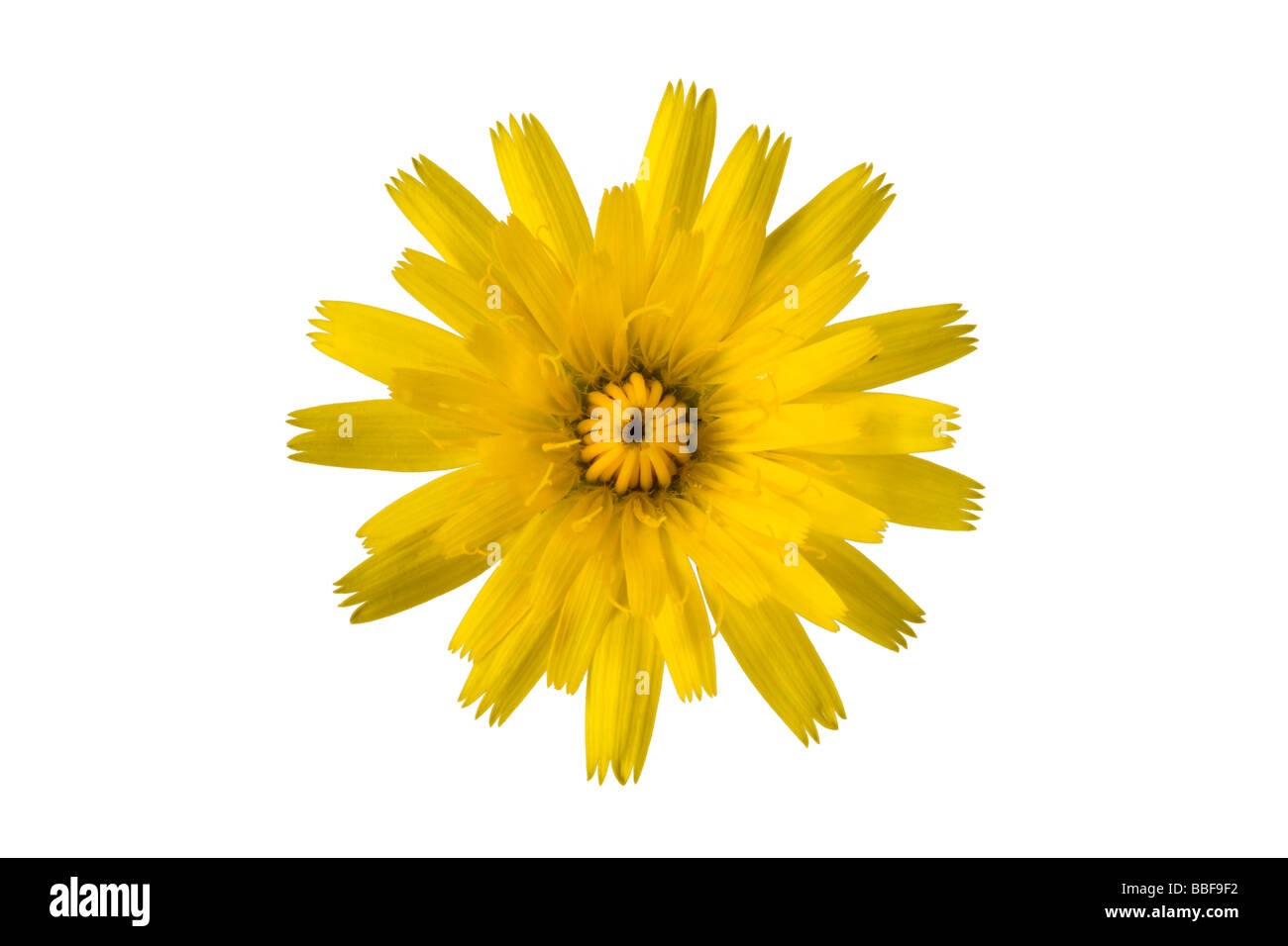 Flower hi-res stock photography and images - Alamy