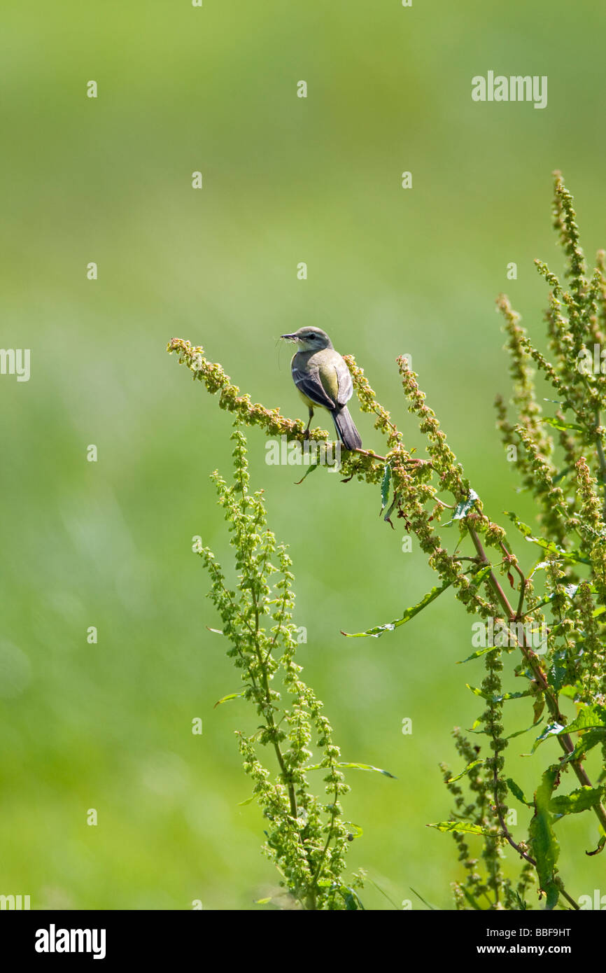 Yellow Wagtail Motacilla flava with nesting material in beak Kent UK ...