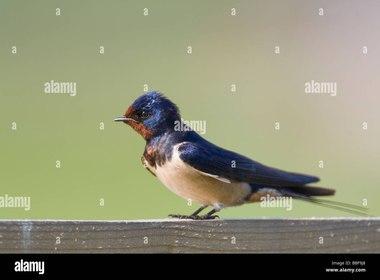 Hirundo rustica africa hi-res stock photography and images - Alamy