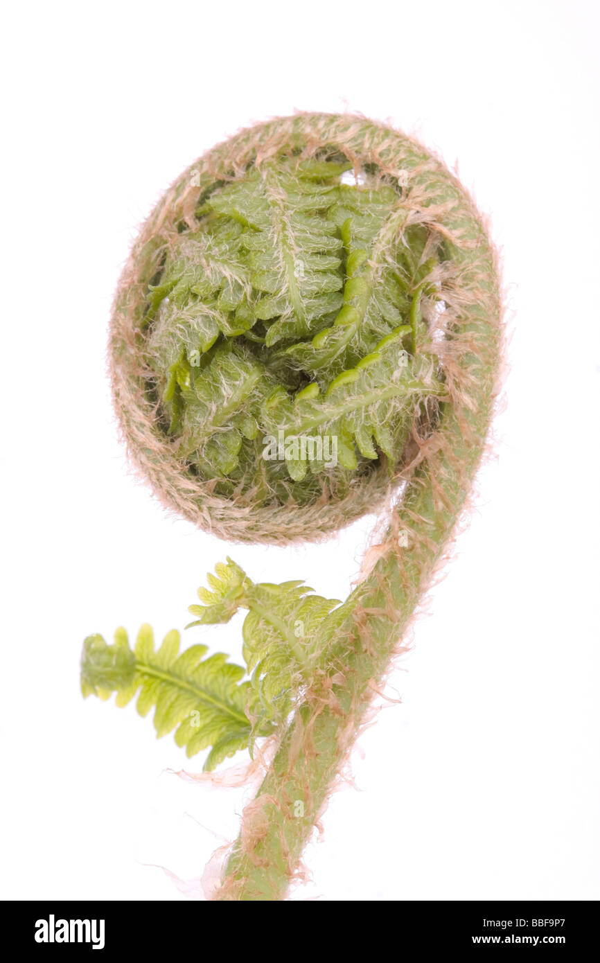 Curled fern frond over white background Stock Photo - Alamy