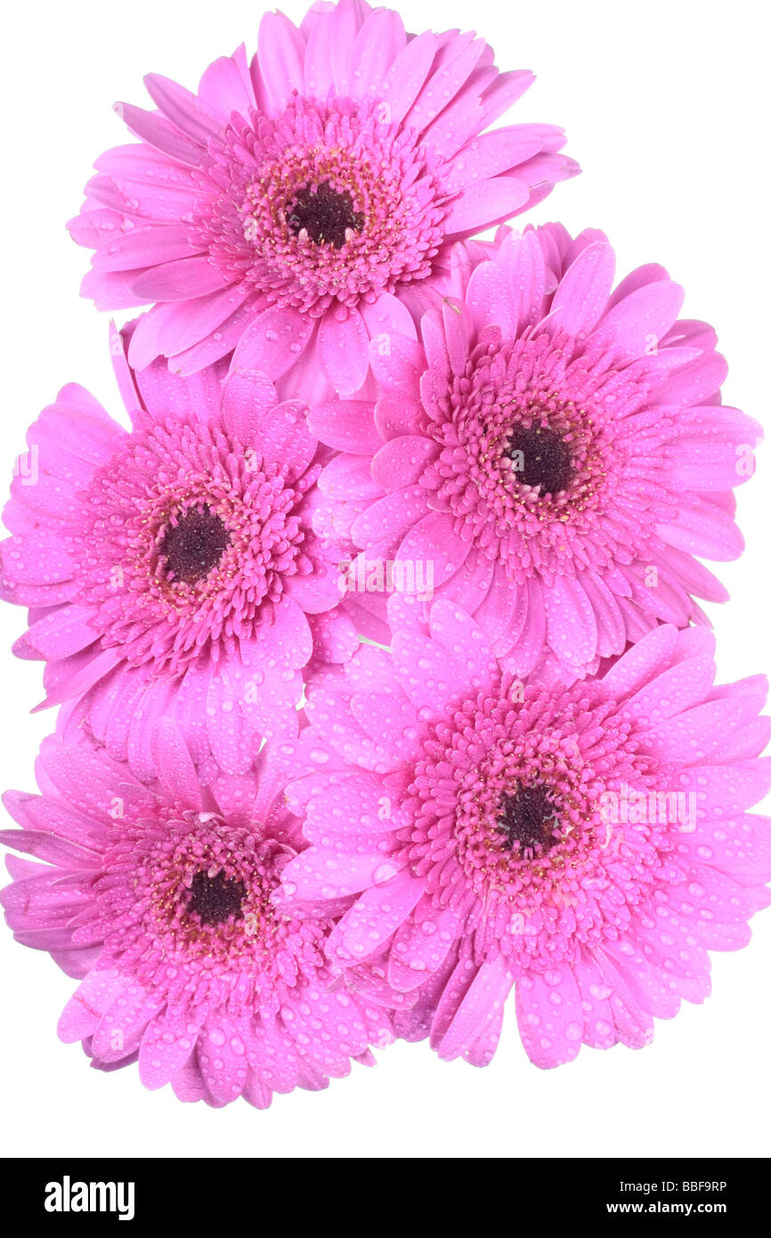 Pink Gerbera flowers isolated on white background Stock Photo - Alamy