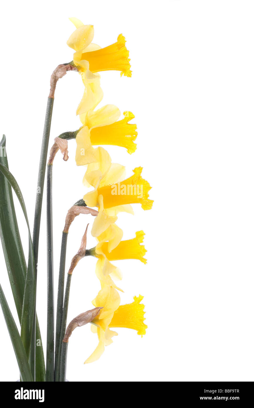 Spring flowers isolated over white background Stock Photo - Alamy