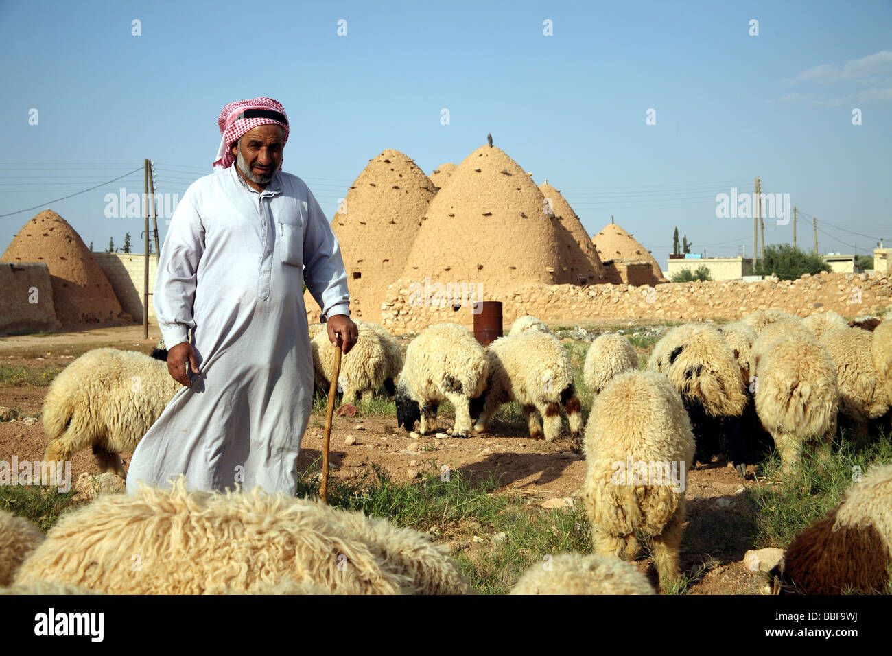 Sheep herder, shepherd herding his flock Stock Photo - Alamy Sheep herder, shepherd herding his flock Stock Photo - Alamy
