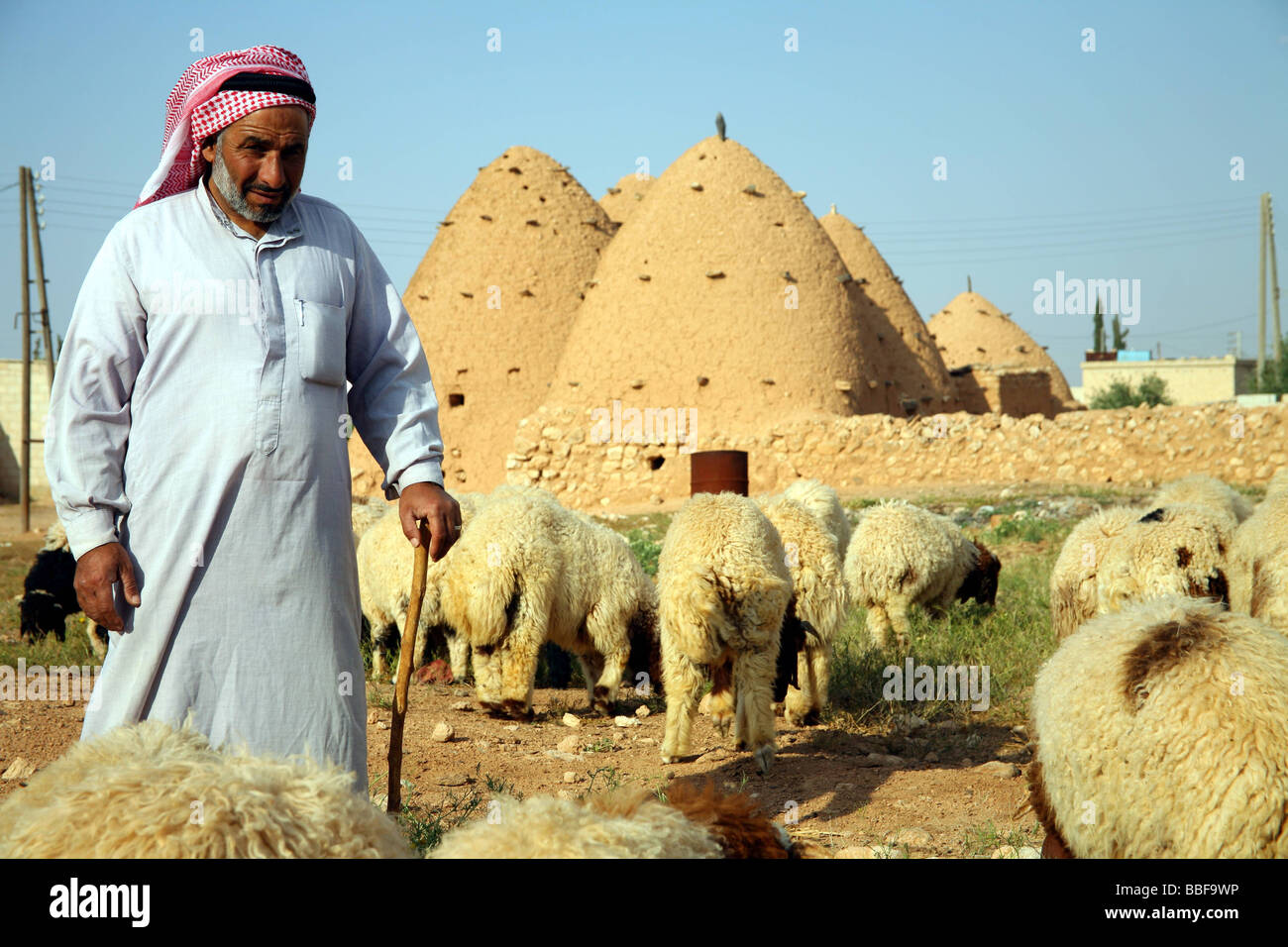 Sheep herder man shepherd herding his flock Stock Photo - Alamy