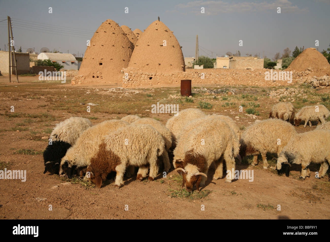 Arabic sheep hi-res stock photography and images - Alamy