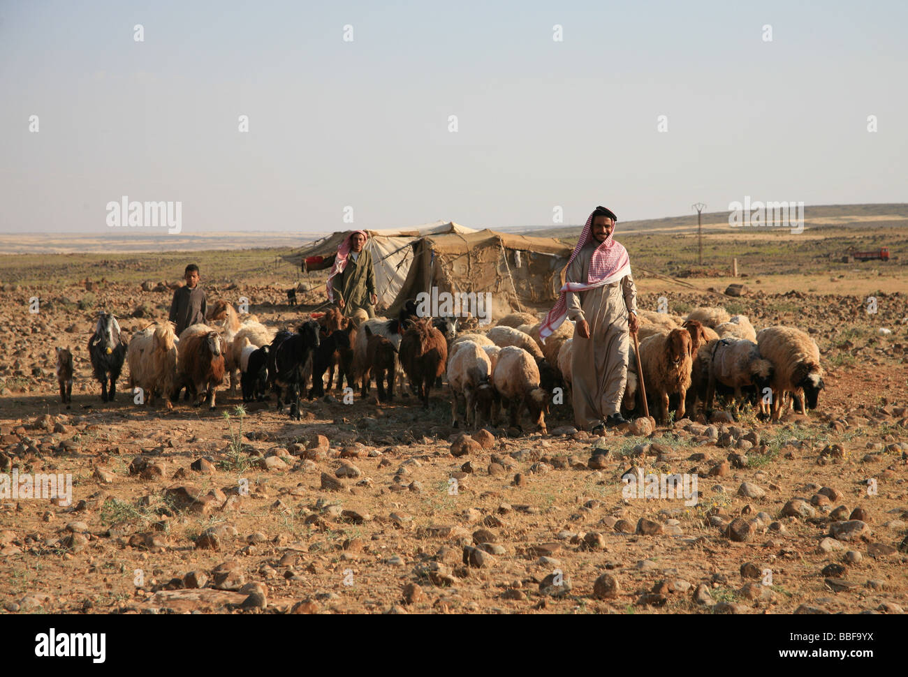 Bedouin herder not africa not herd hi-res stock photography and images ...