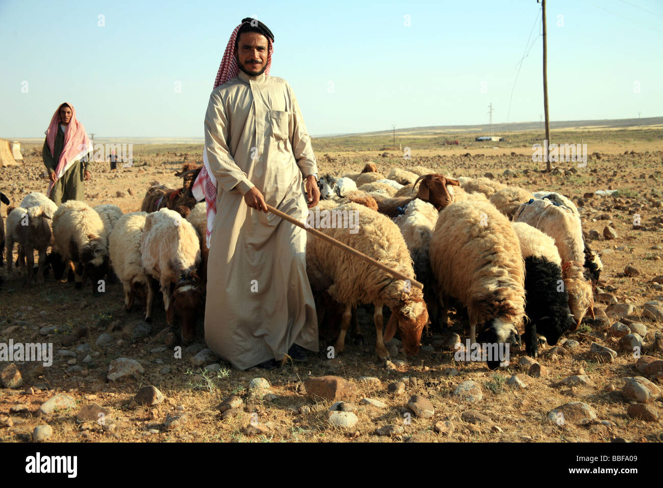 Bedouin herdsman near Hama Stock Photo - Alamy