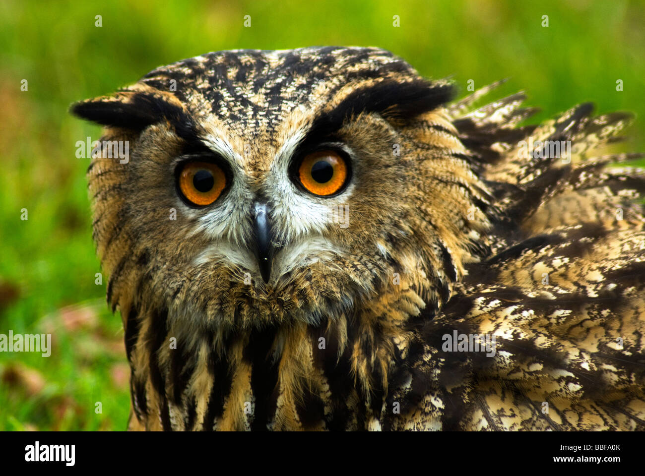 European Eagle Owl Stock Photo - Alamy