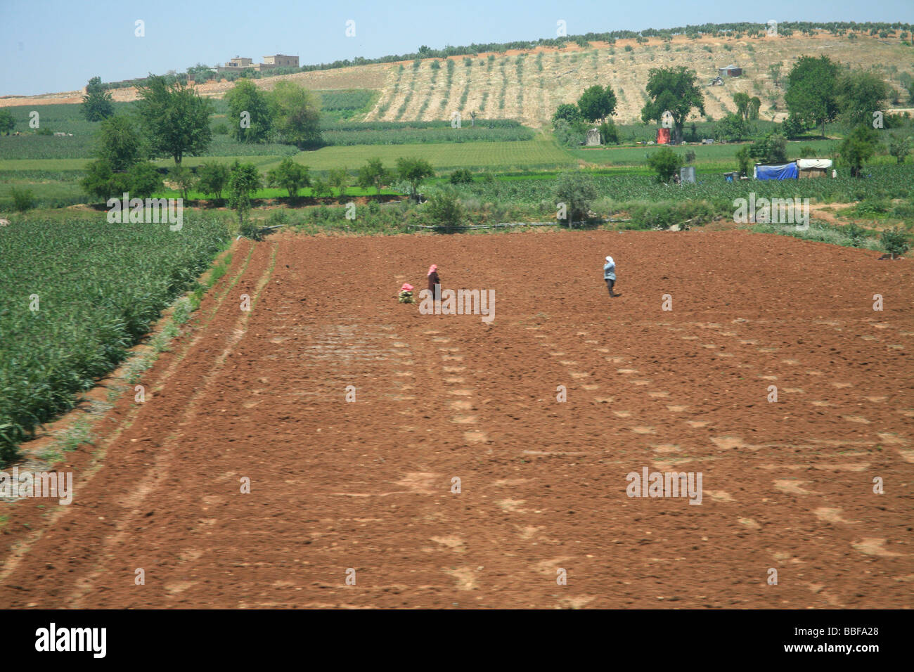 Syria farming hi-res stock photography and images - Alamy