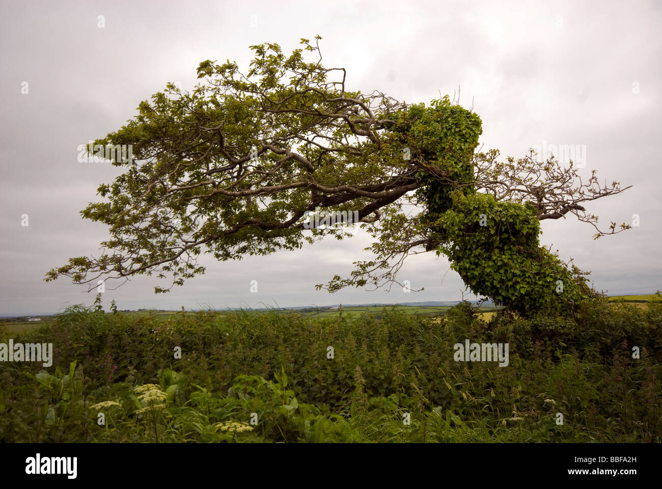 Windblown tree cornwall hi-res stock photography and images - Alamy