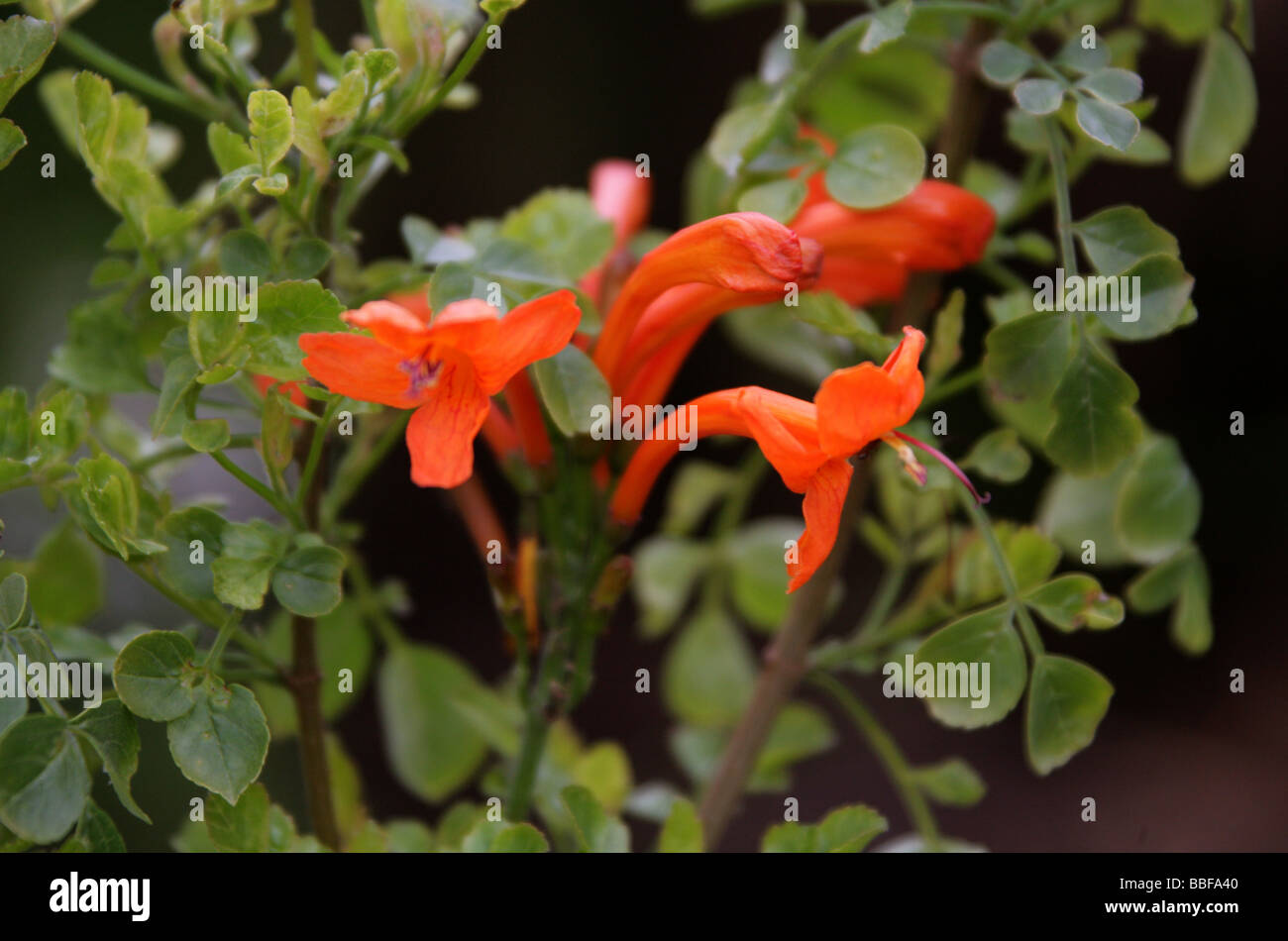 Cape Honeysuckle, Tecomaria capensis, Bignoniaceae, South Africa Stock ...