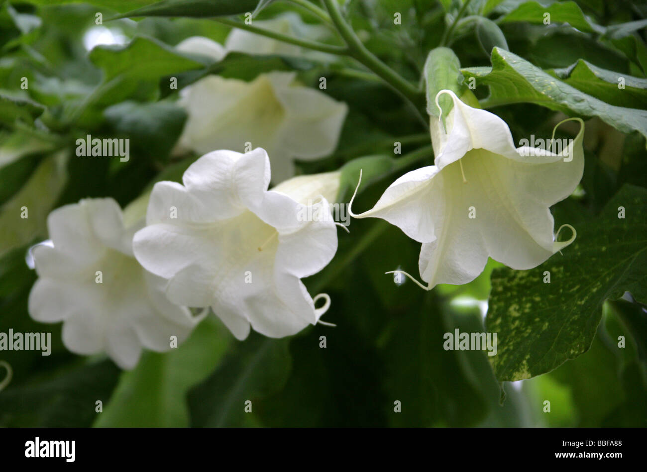 Datura hi-res stock photography and images - Alamy