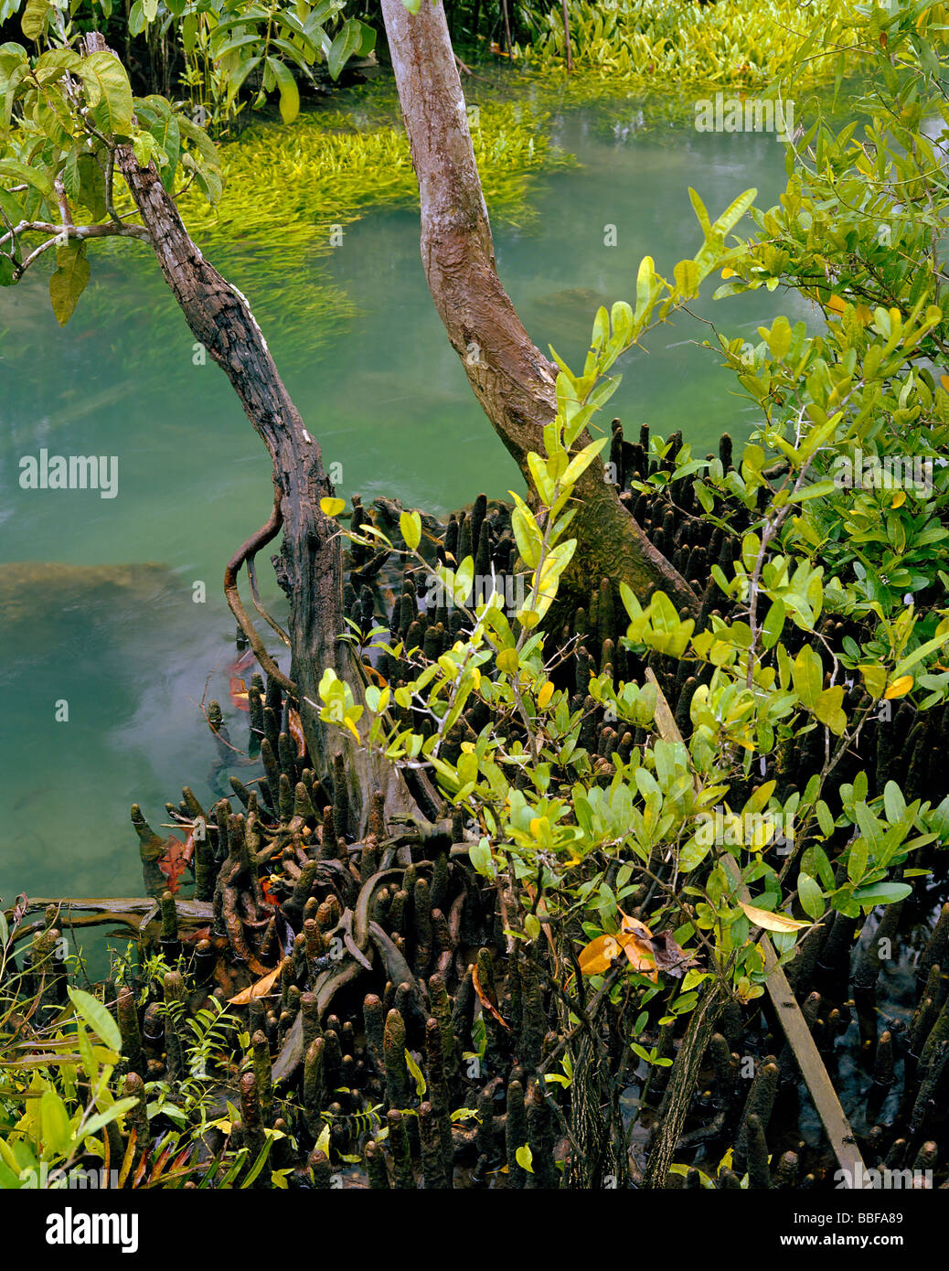 Rhizophoraceae mangroves standing on the shore of a creek Mangroven am ...