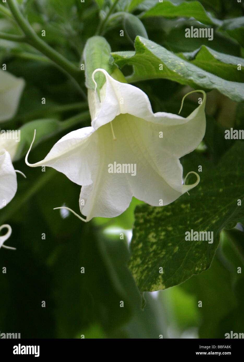 Datura hi-res stock photography and images - Alamy