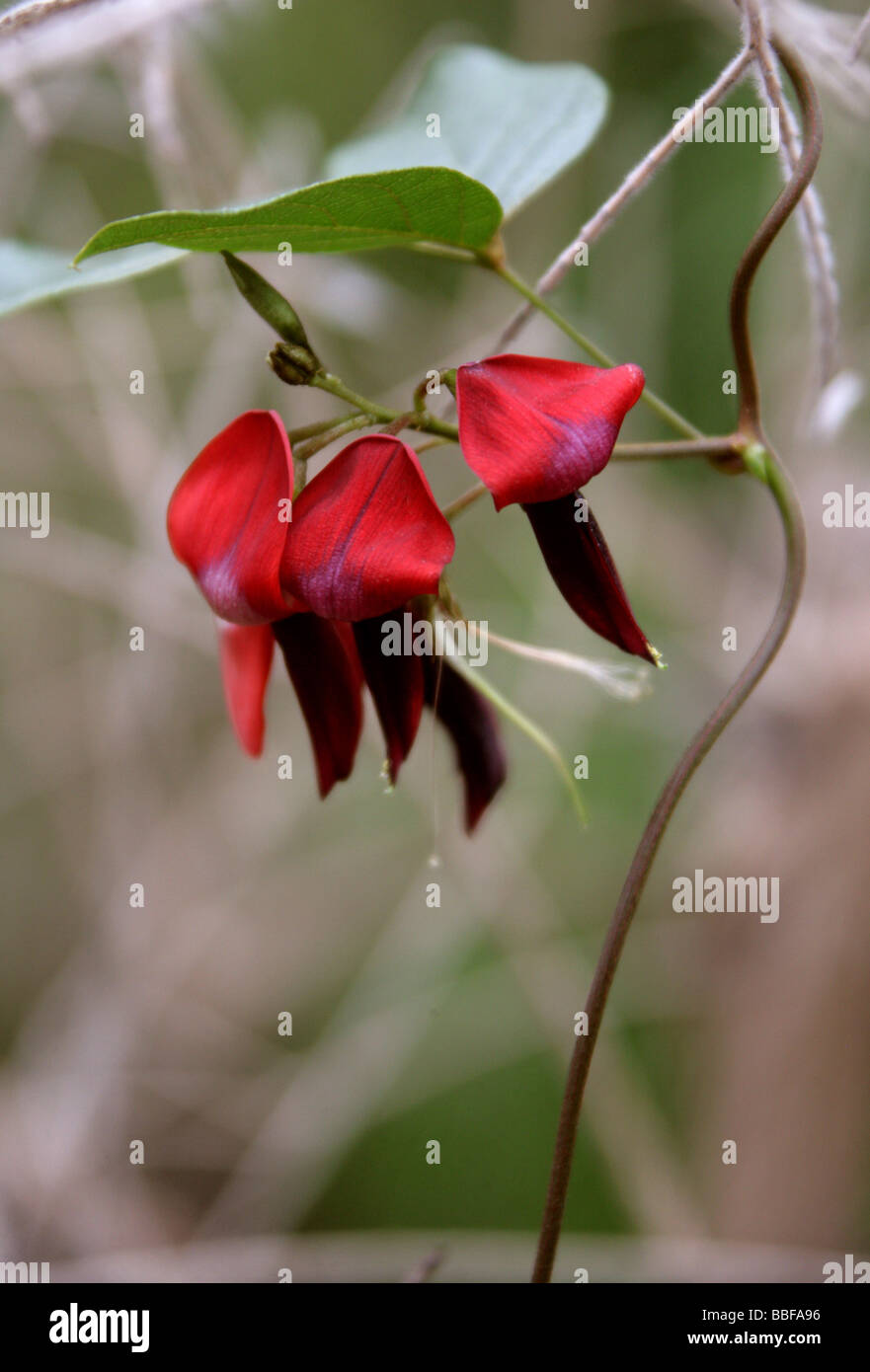 Dusky Coral Pea, Kennedia rubicunda, Fabaceae, Victoria, New South ...