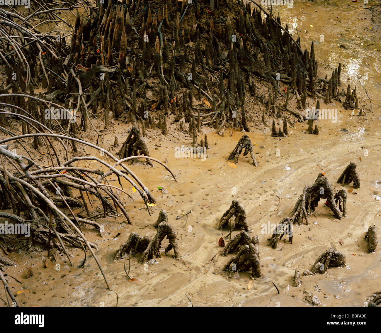 mangrove roots at low tide in the mud Mangrovenwurzeln im Schlamm bei ...