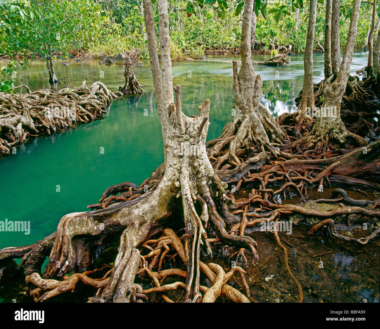 Rhizophoraceae mangroves standing on the shore of a creek Mangroven am ...