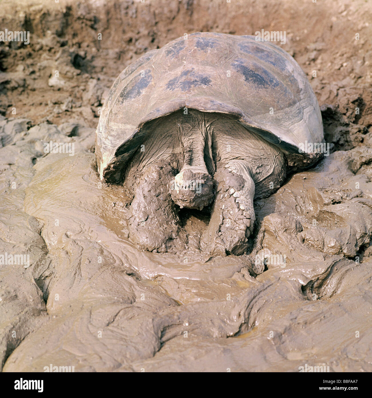 Giant tortoise wallows in mud in temporary pool in Alcedo Galapagos ...