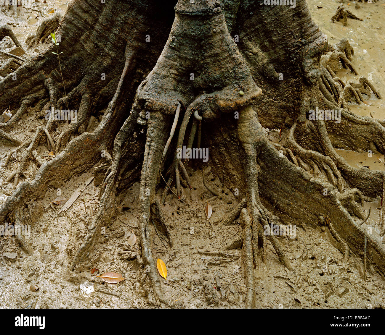mangrove roots at low tide in the mud Mangrovenwurzeln im Schlamm bei ...