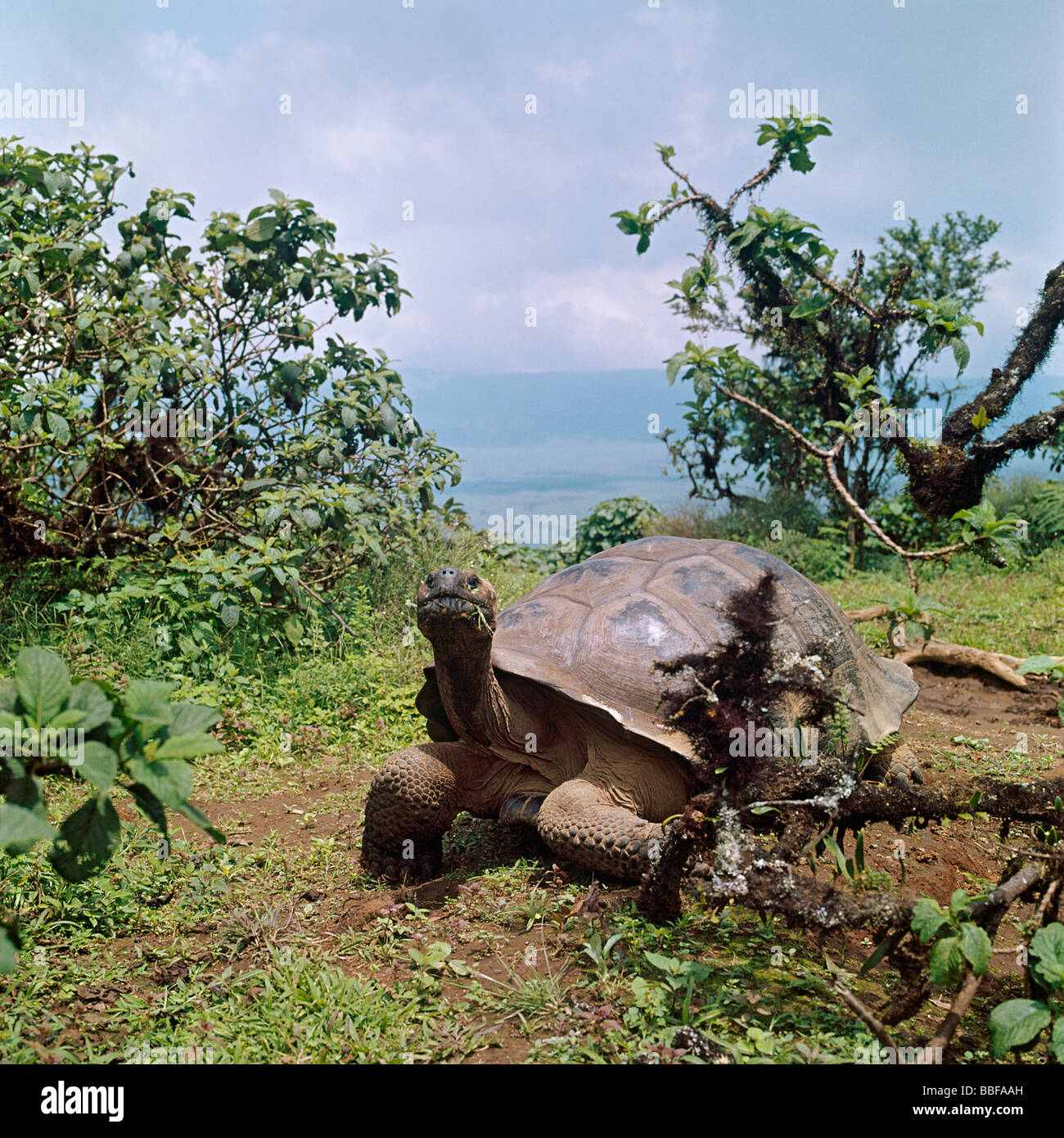 Alcedo galapagos hi-res stock photography and images - Alamy