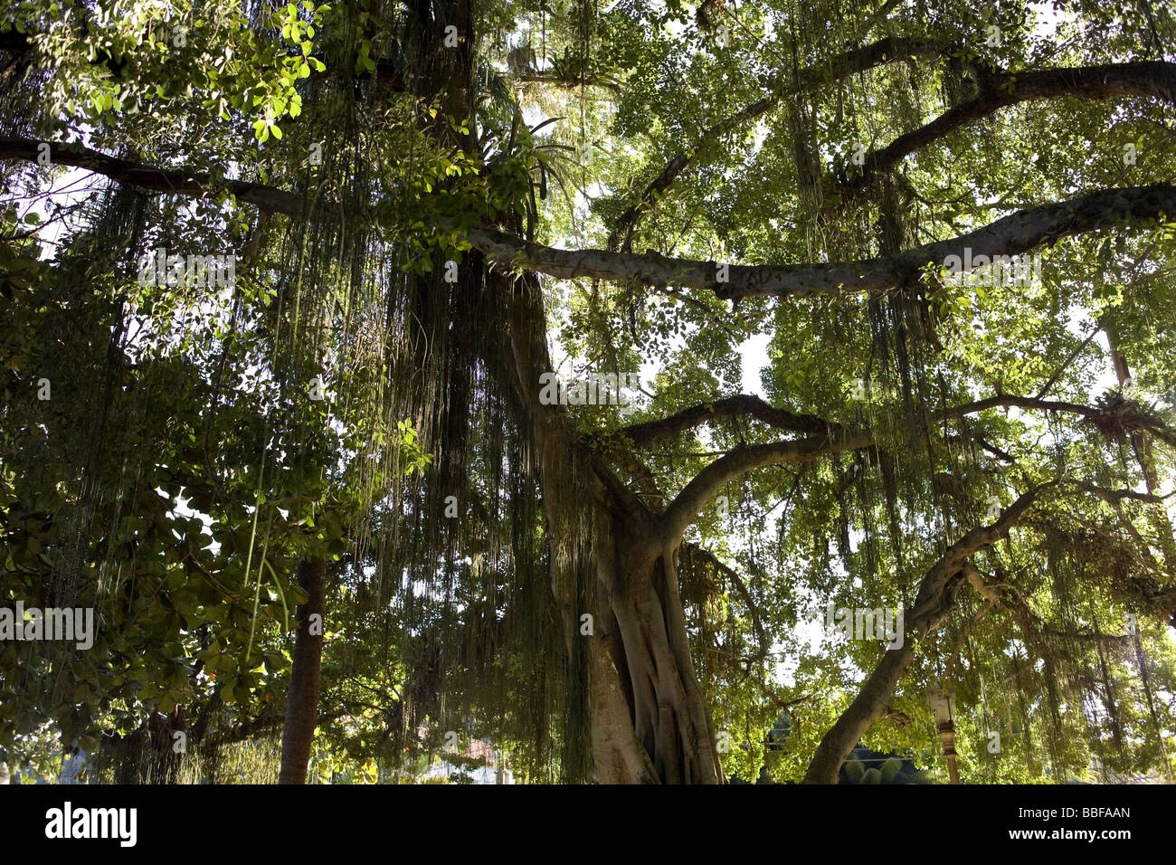 Limbs hanging hi-res stock photography and images - Alamy