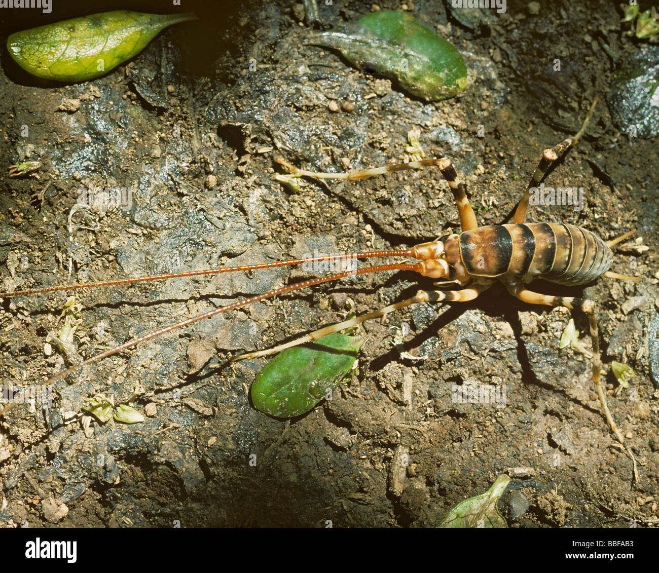 Cave weta hi-res stock photography and images - Alamy