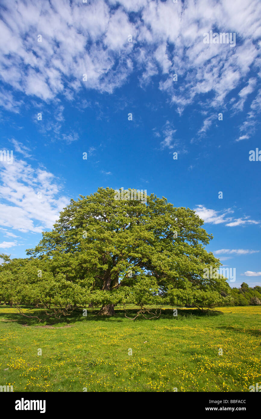Oak tree in english meadow full of buttercups in summer sun May ...