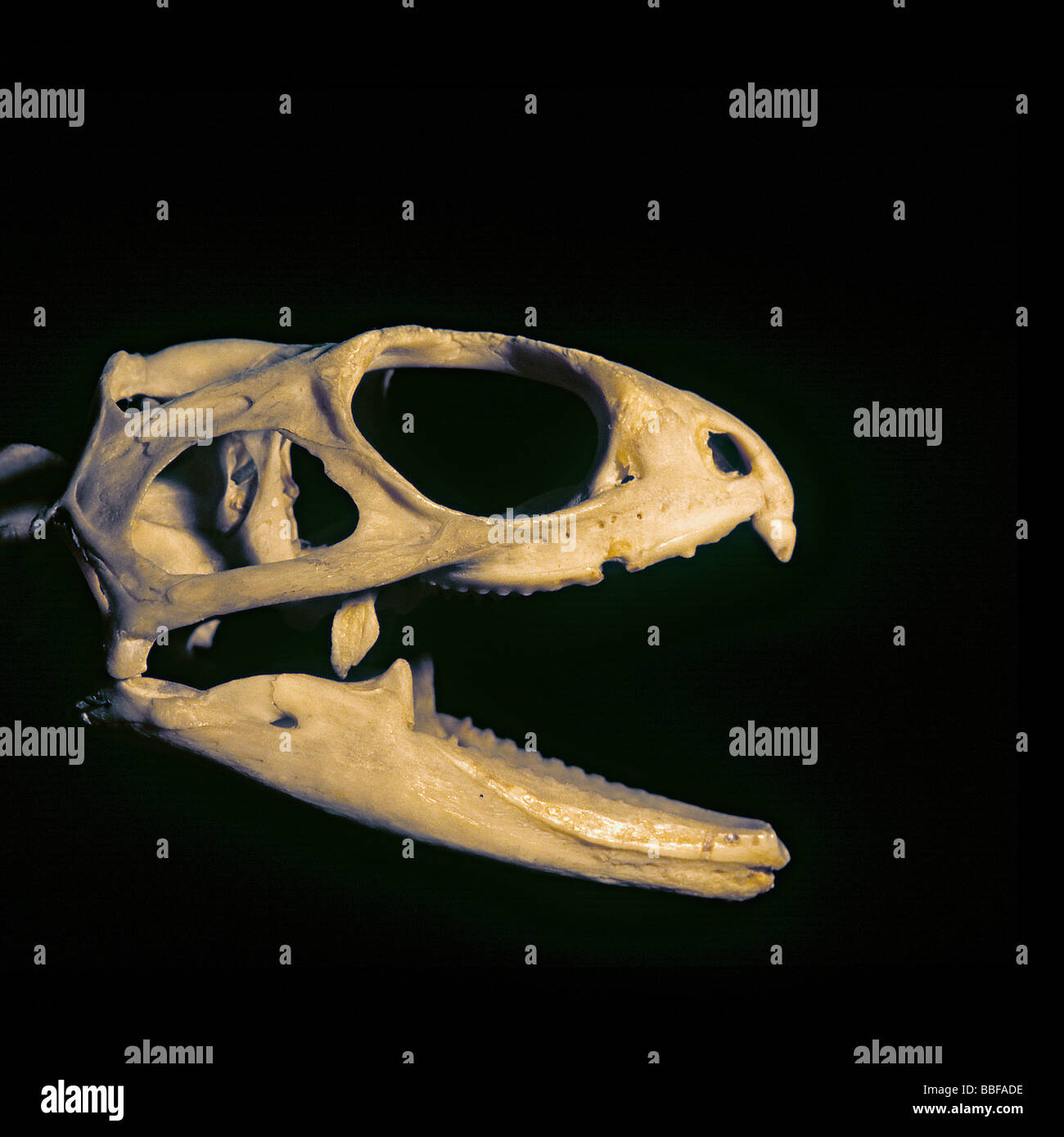 Tuatara skull with large orbital socket New Zealand Stock Photo - Alamy