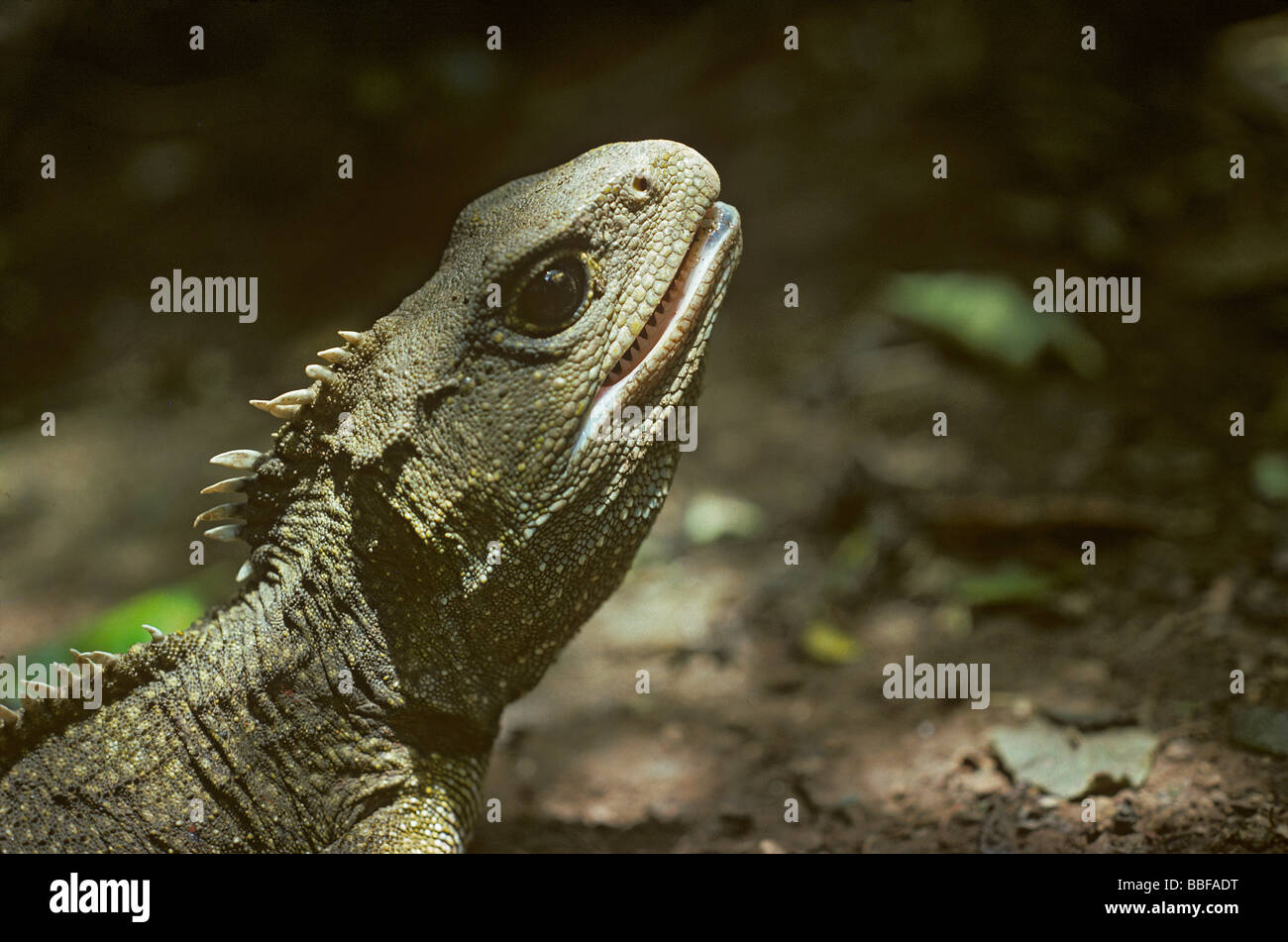 Tuatara male hi-res stock photography and images - Alamy